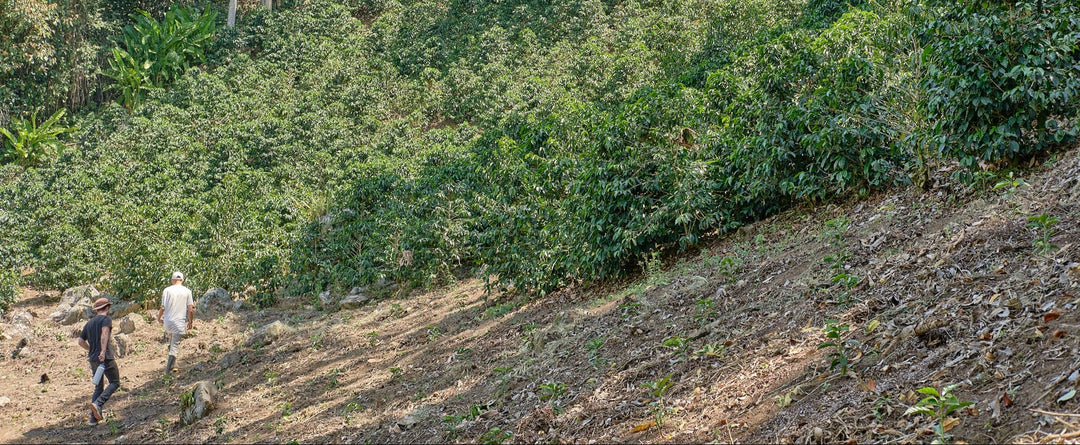 Lulo Coffee Roasters