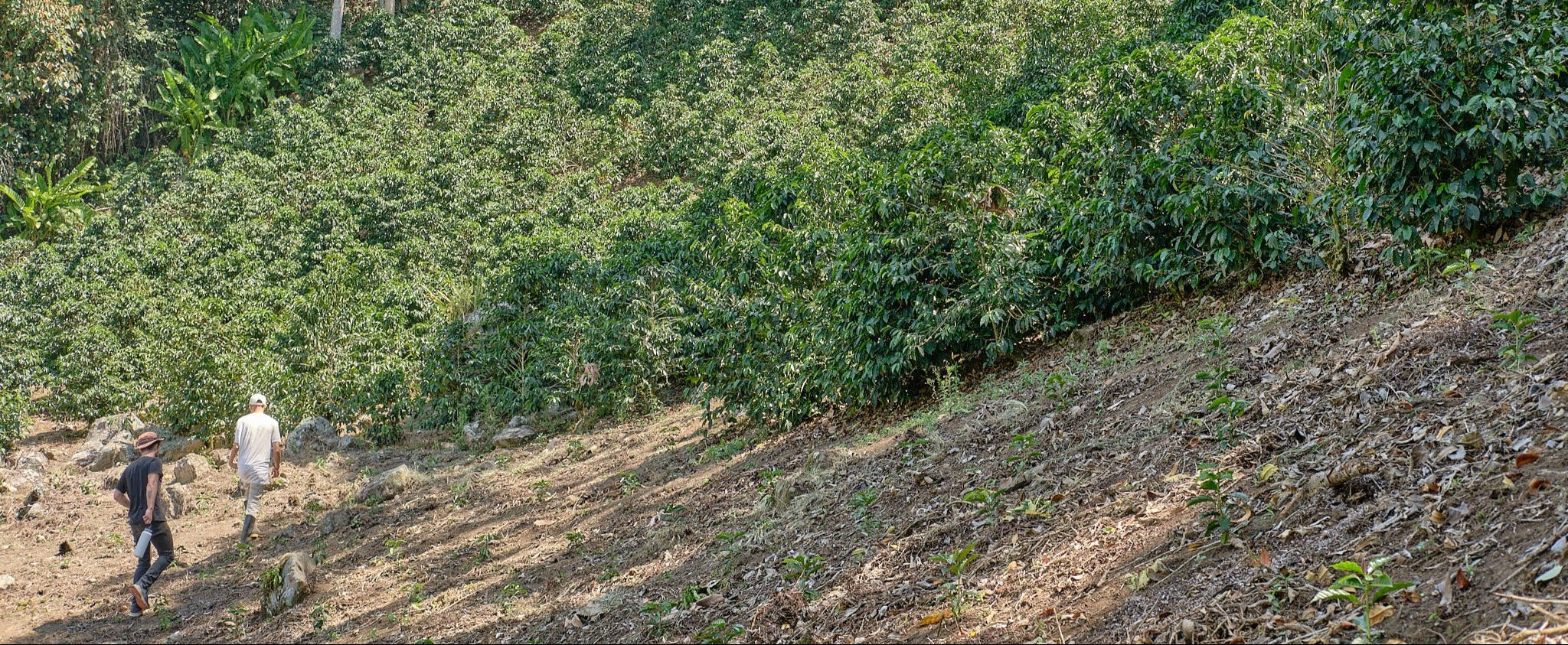 Lulo Coffee Roasters