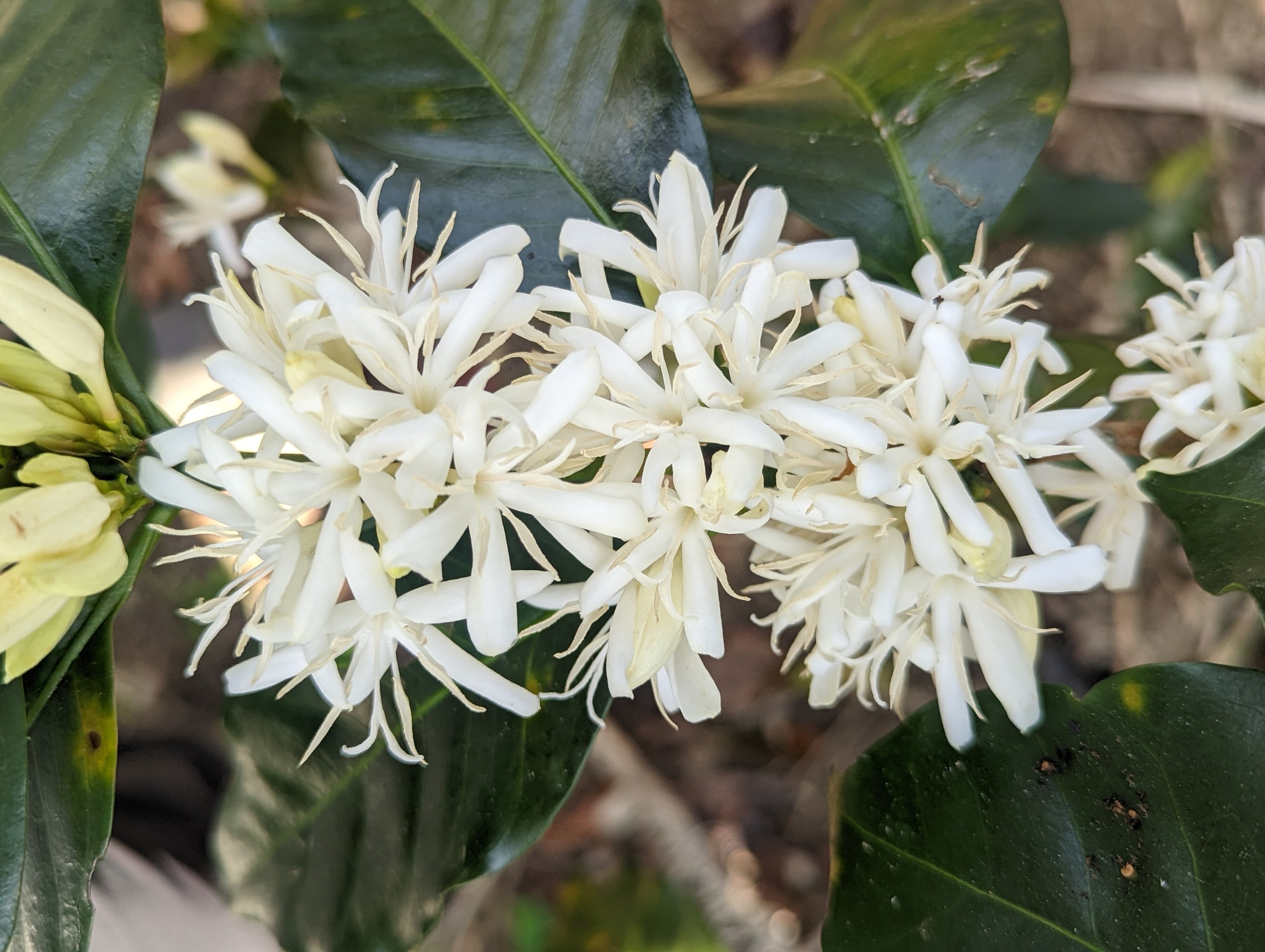 Lulo Coffee Roasters