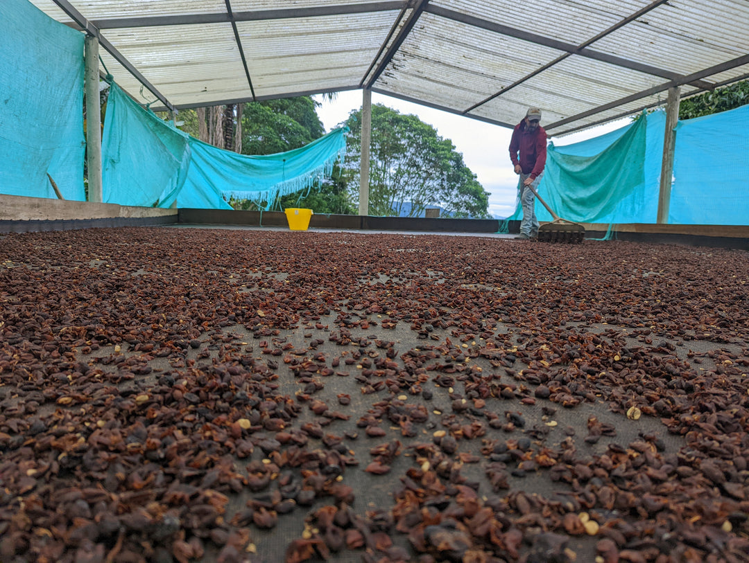 Lulo Coffee Roasters