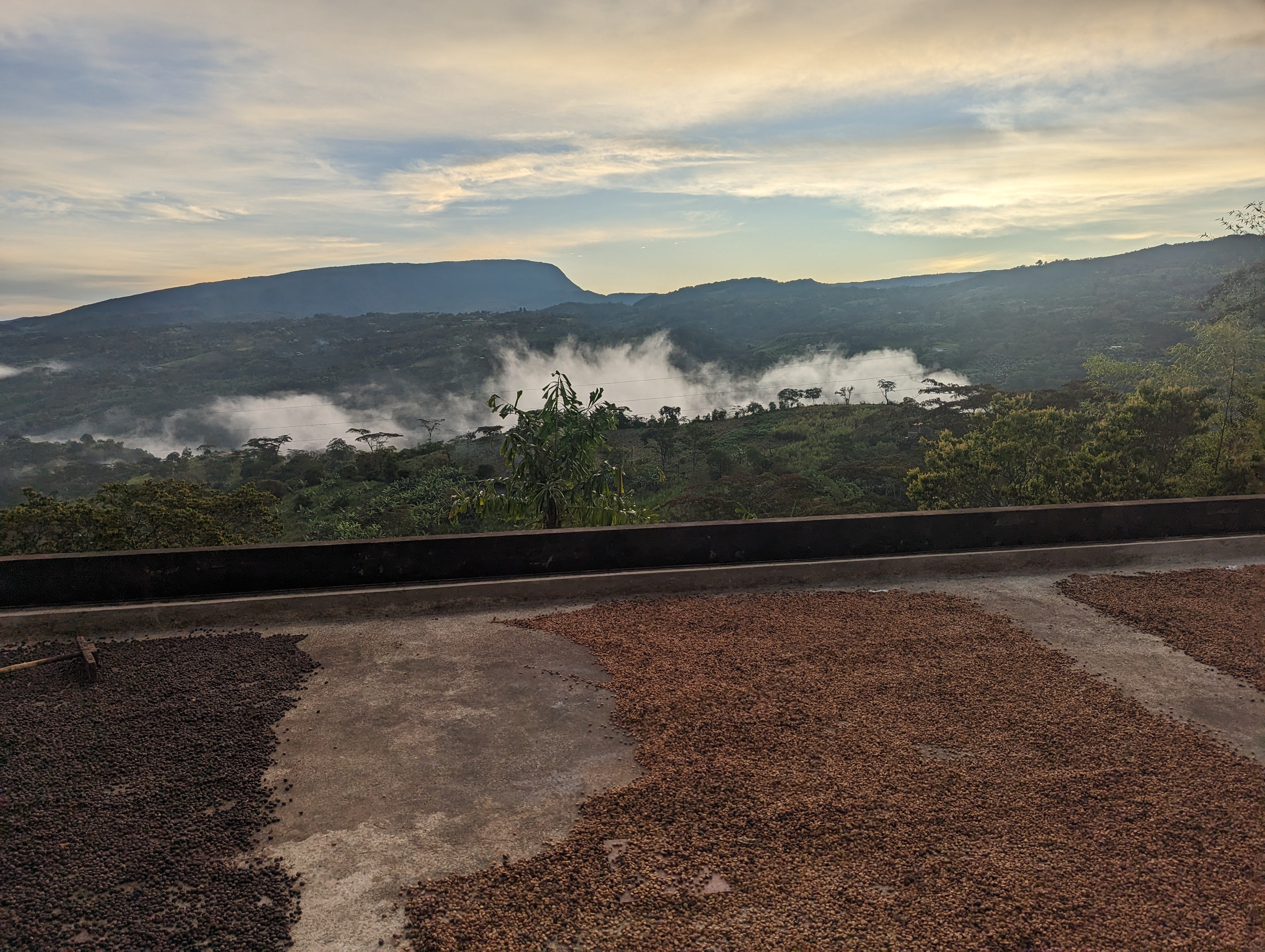 Lulo Coffee Roasters